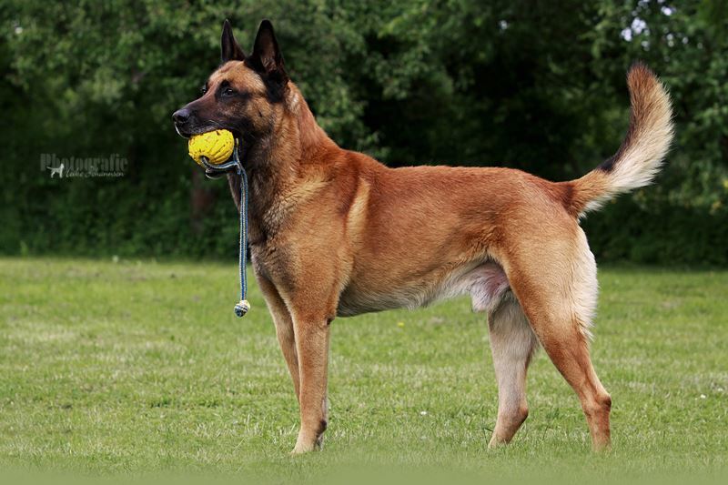 Malinois