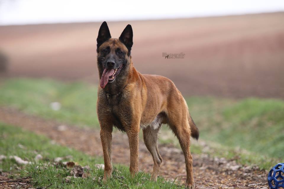Malinois
