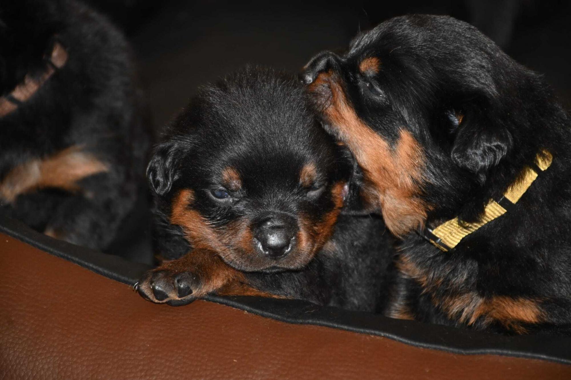 Rottweiler von den kleinen Helden D Wurf