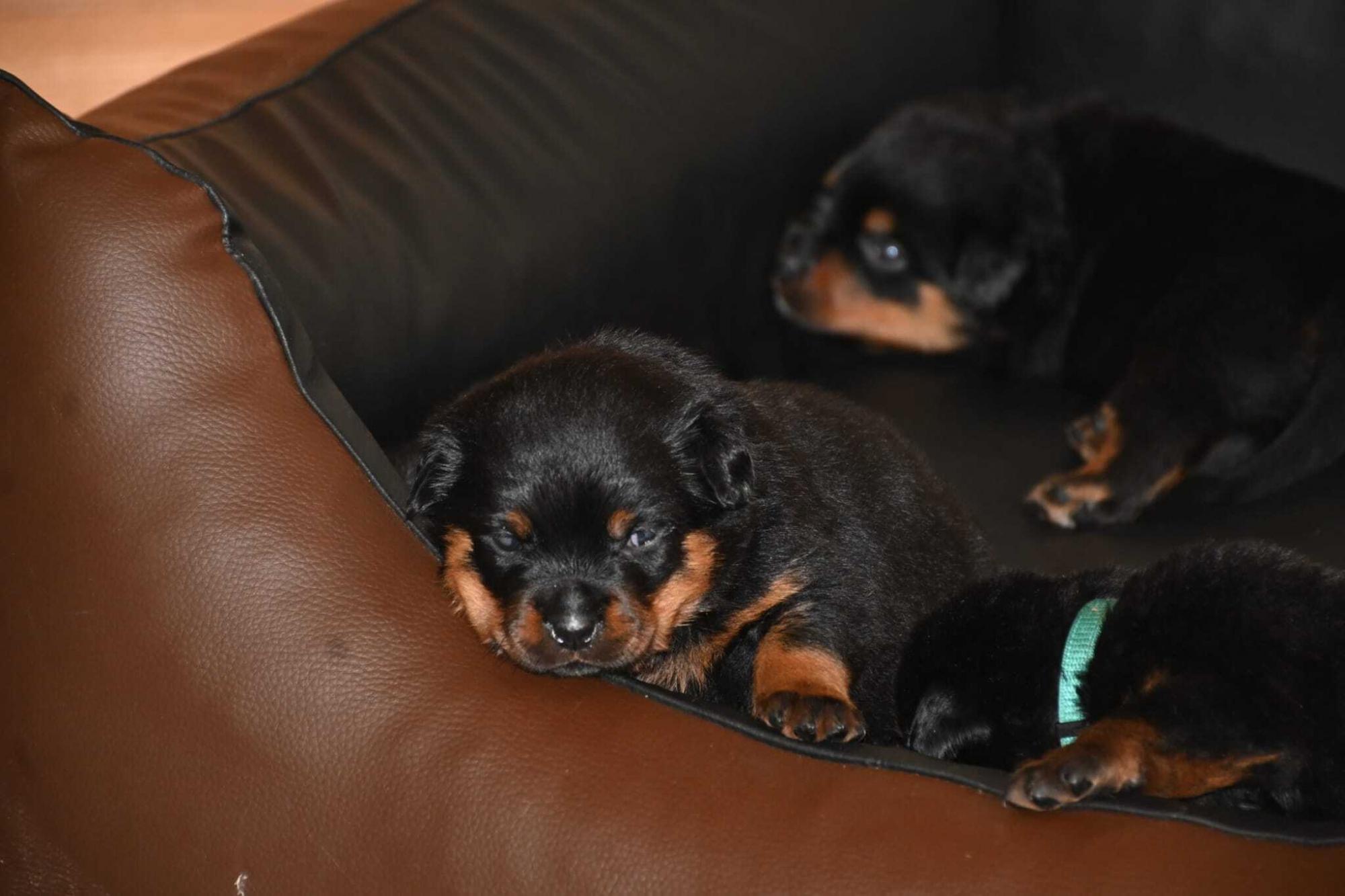 Rottweiler von den kleinen Helden D Wurf