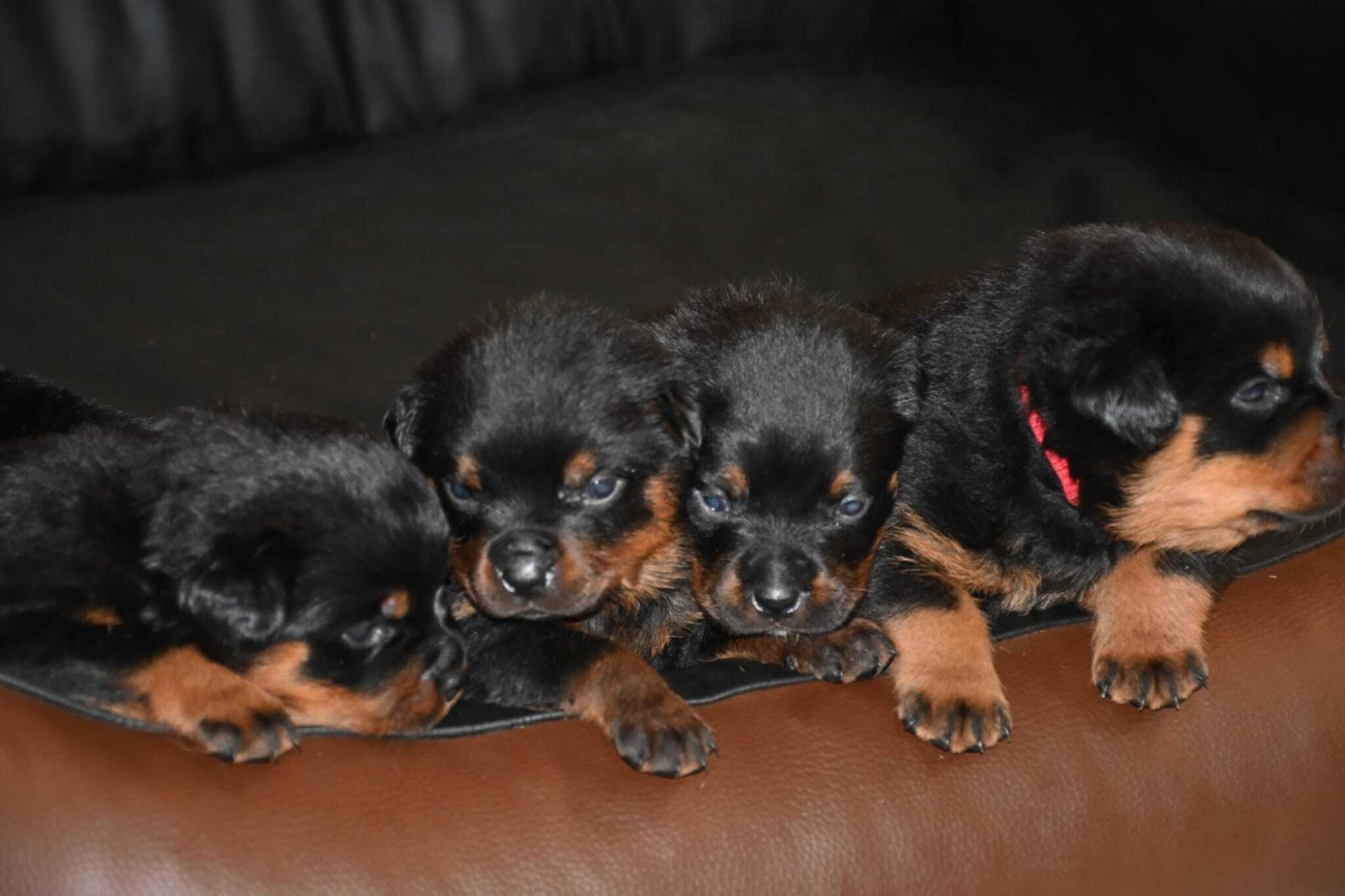 Rottweiler von den kleinen Helden D Wurf