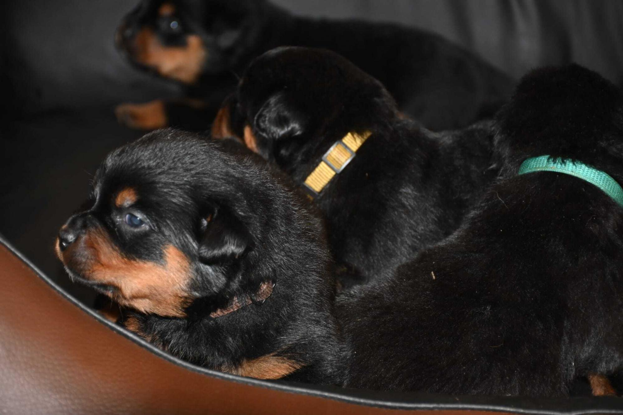 Rottweiler von den kleinen Helden D Wurf