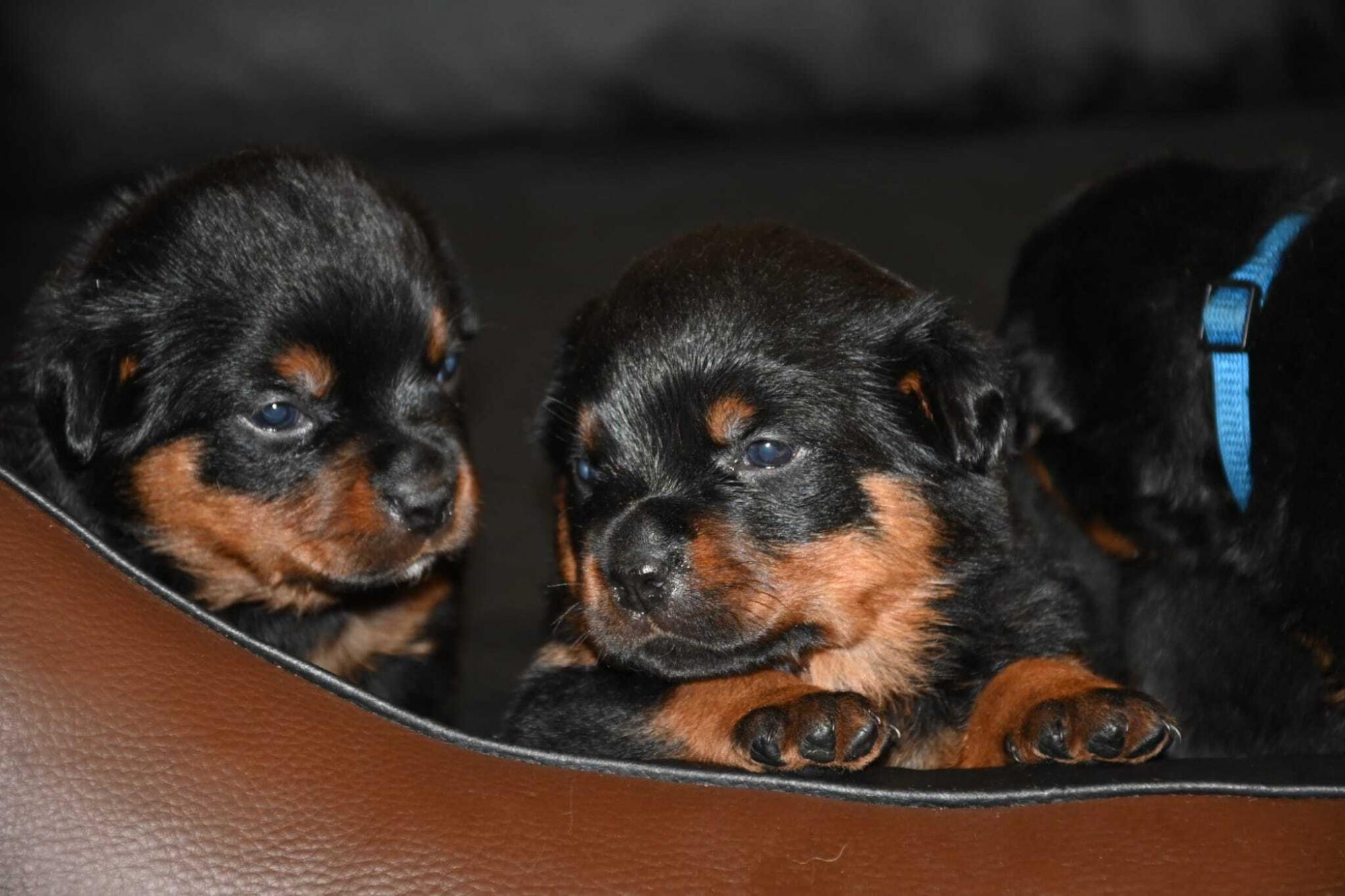 Rottweiler von den kleinen Helden D Wurf