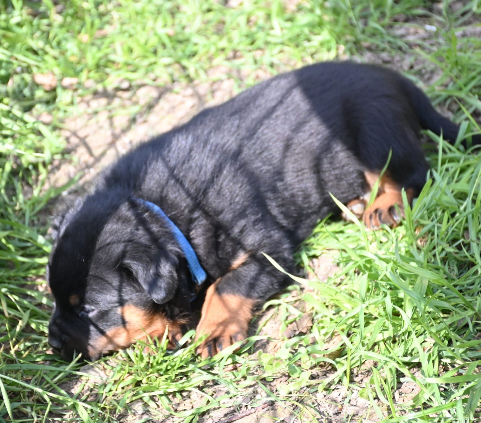 Rottweiler von den kleinen Helden D Wurf