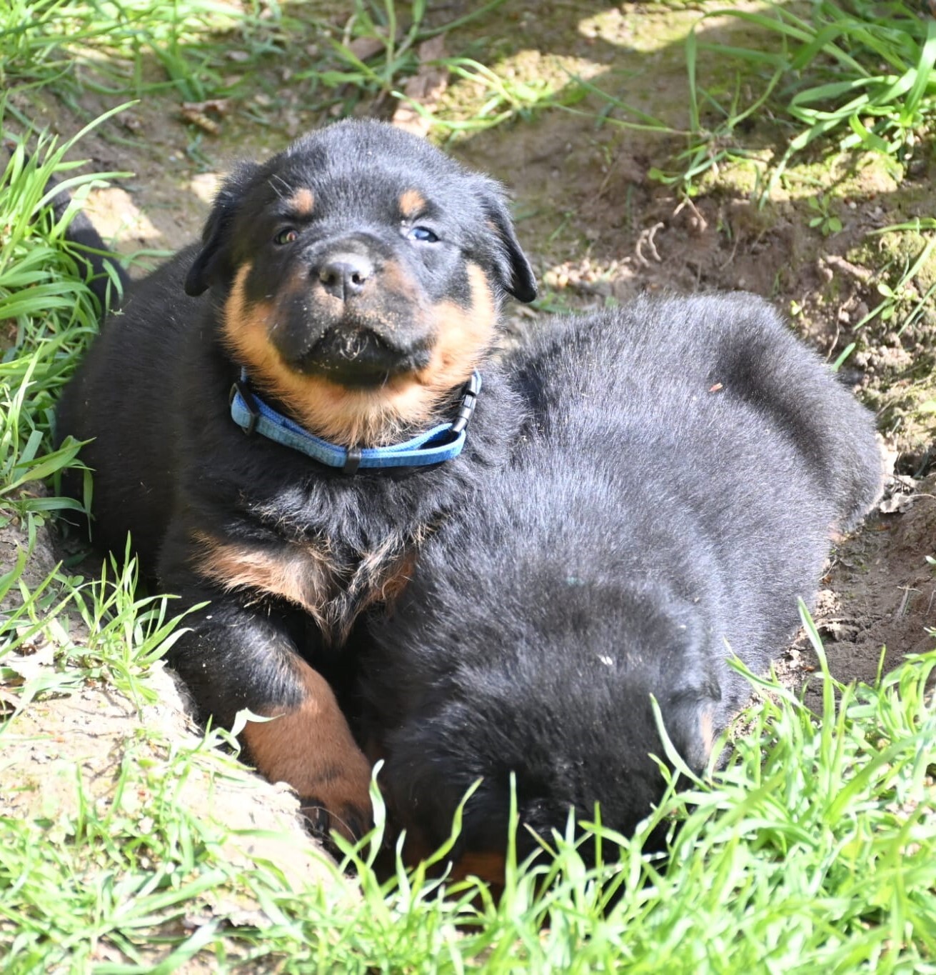 Rottweiler von den kleinen Helden D Wurf