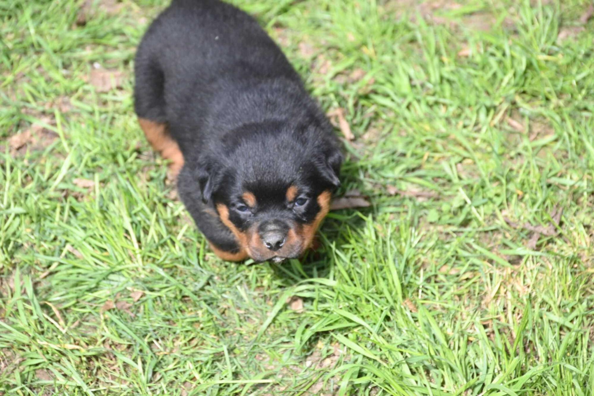 Rottweiler von den kleinen Helden D Wurf
