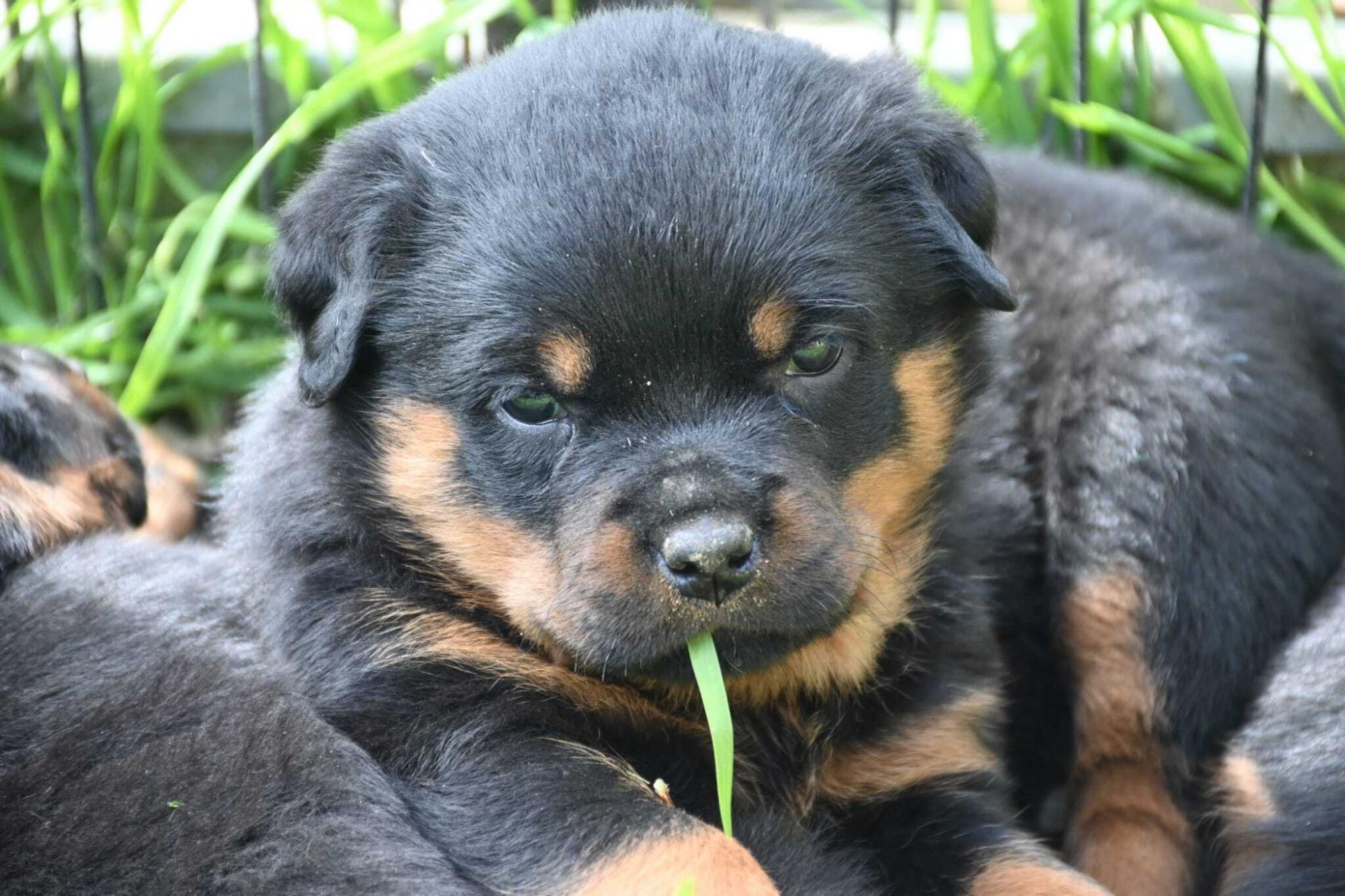 Rottweiler von den kleinen Helden D Wurf