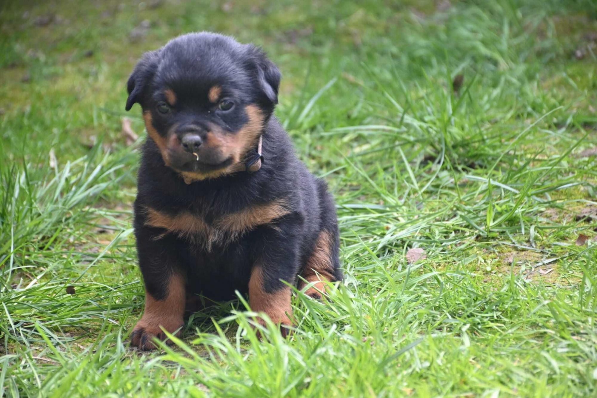 Rottweiler von den kleinen Helden D Wurf