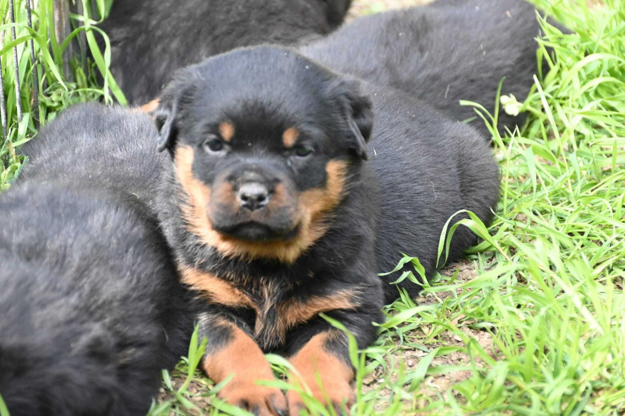 Rottweiler von den kleinen Helden D Wurf