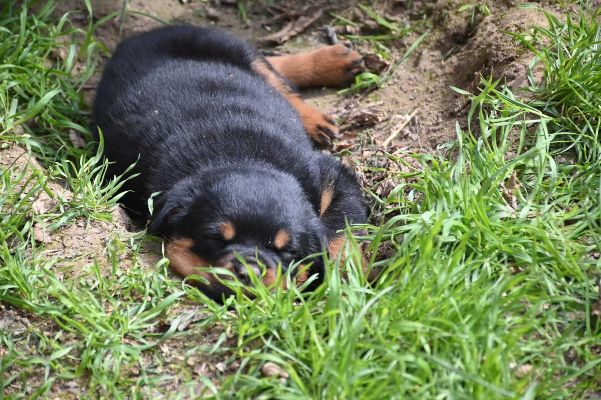 Rottweiler von den kleinen Helden D Wurf