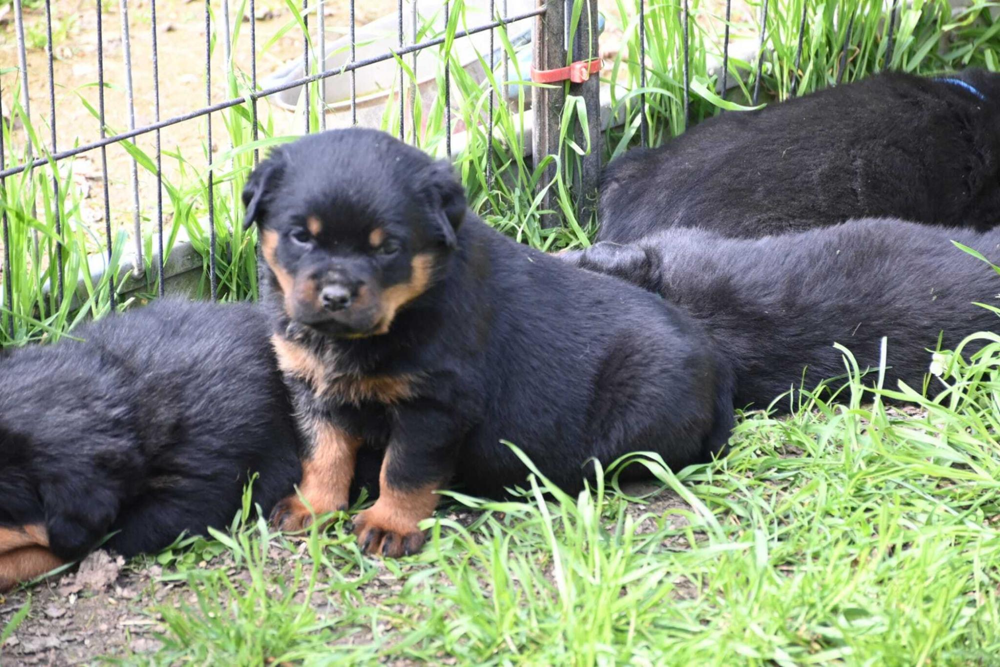 Rottweiler von den kleinen Helden D Wurf
